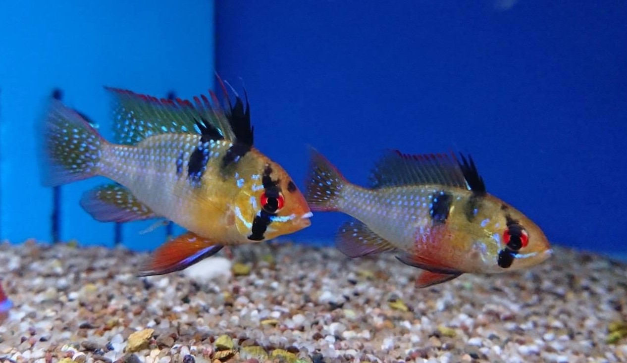 Ram Fish Ram Mikrogeophagus Ramirezi