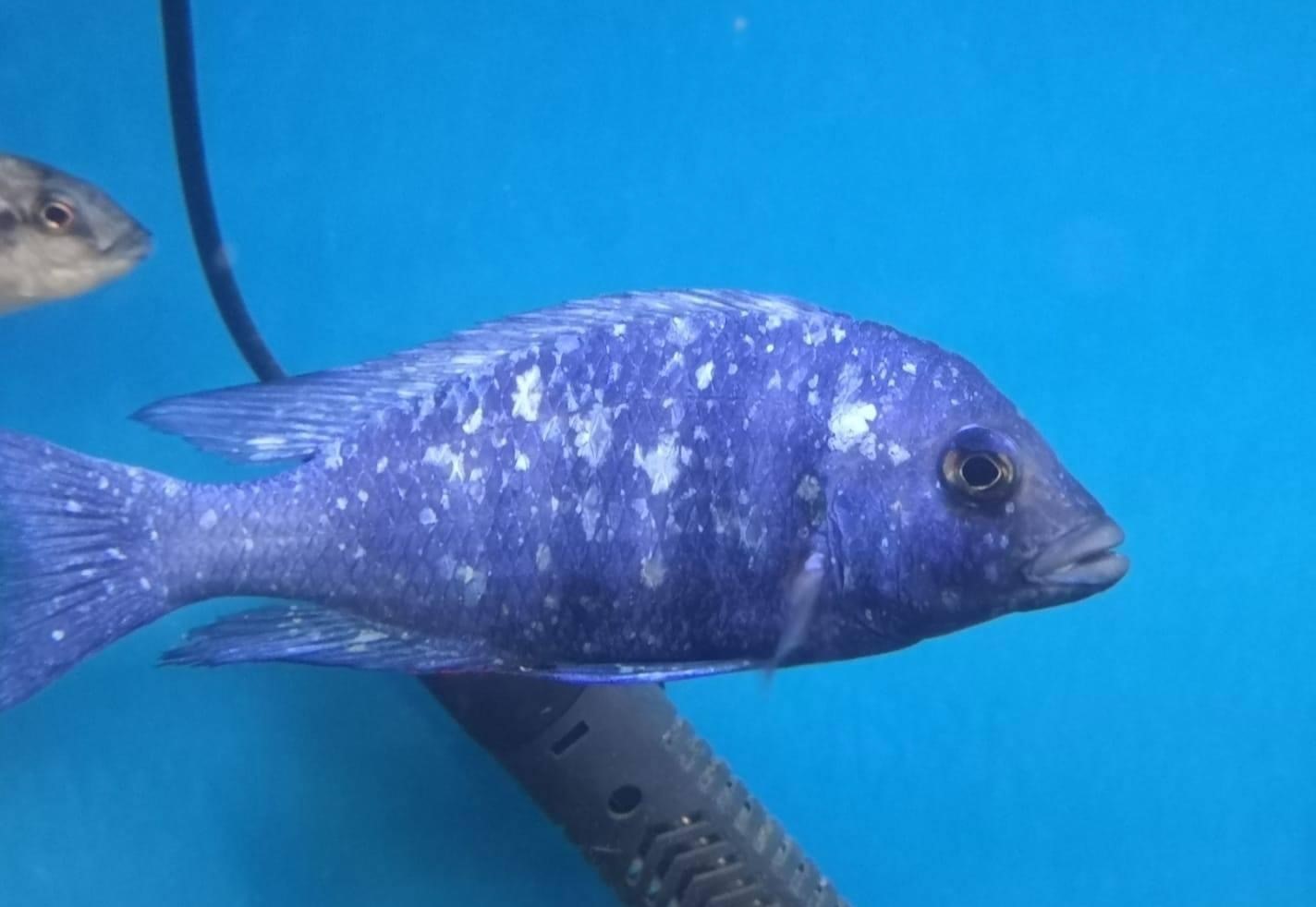 Star Sapphire Hap-Placidochromis phenochilus