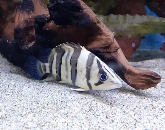 Siamese Tiger Fish-Datnioides pulcher
