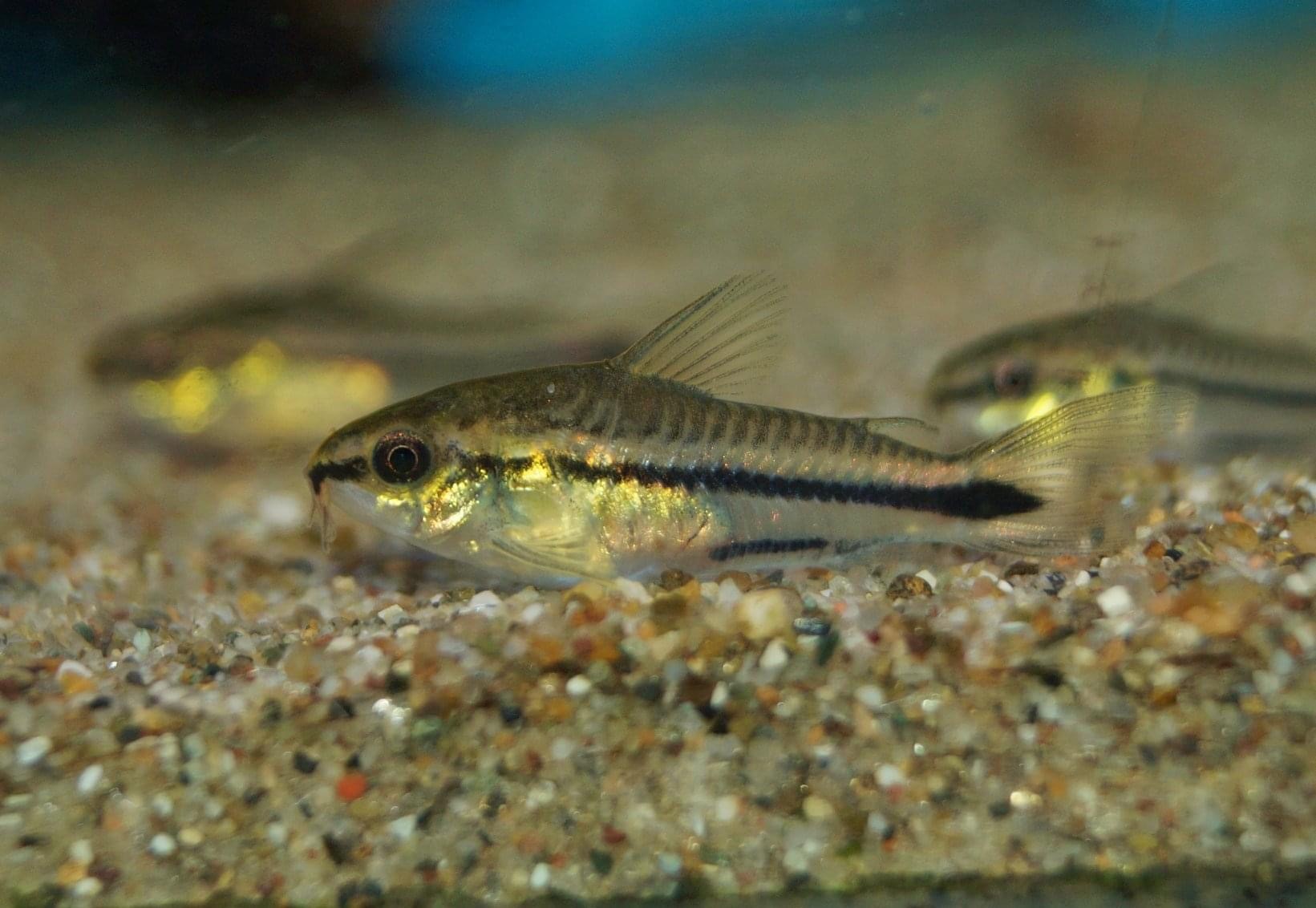 Pygmy Cory-Gastrodermus pygmaeus