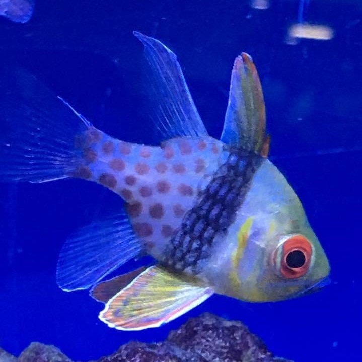 Pyjama Cardinalfish-Sphaeramia nematoptera