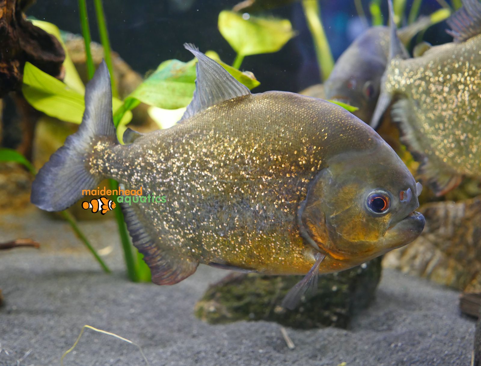 Baby Red Belly Piranha
