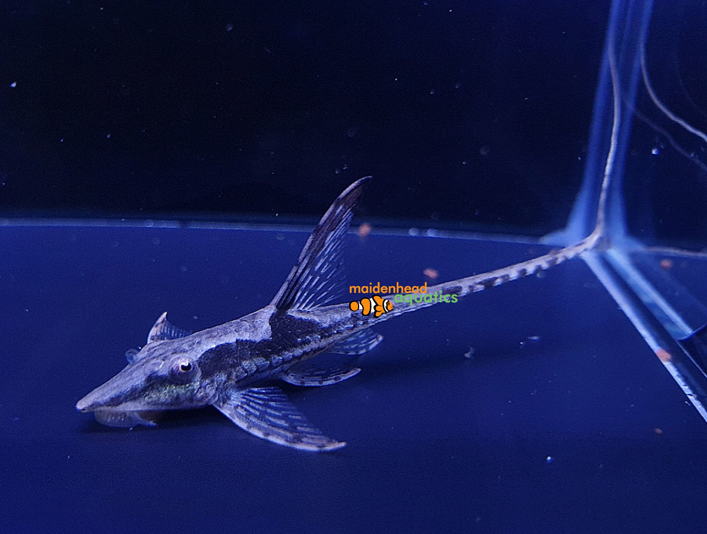 Royal Twig Catfish-Sturisomatichthys aureum