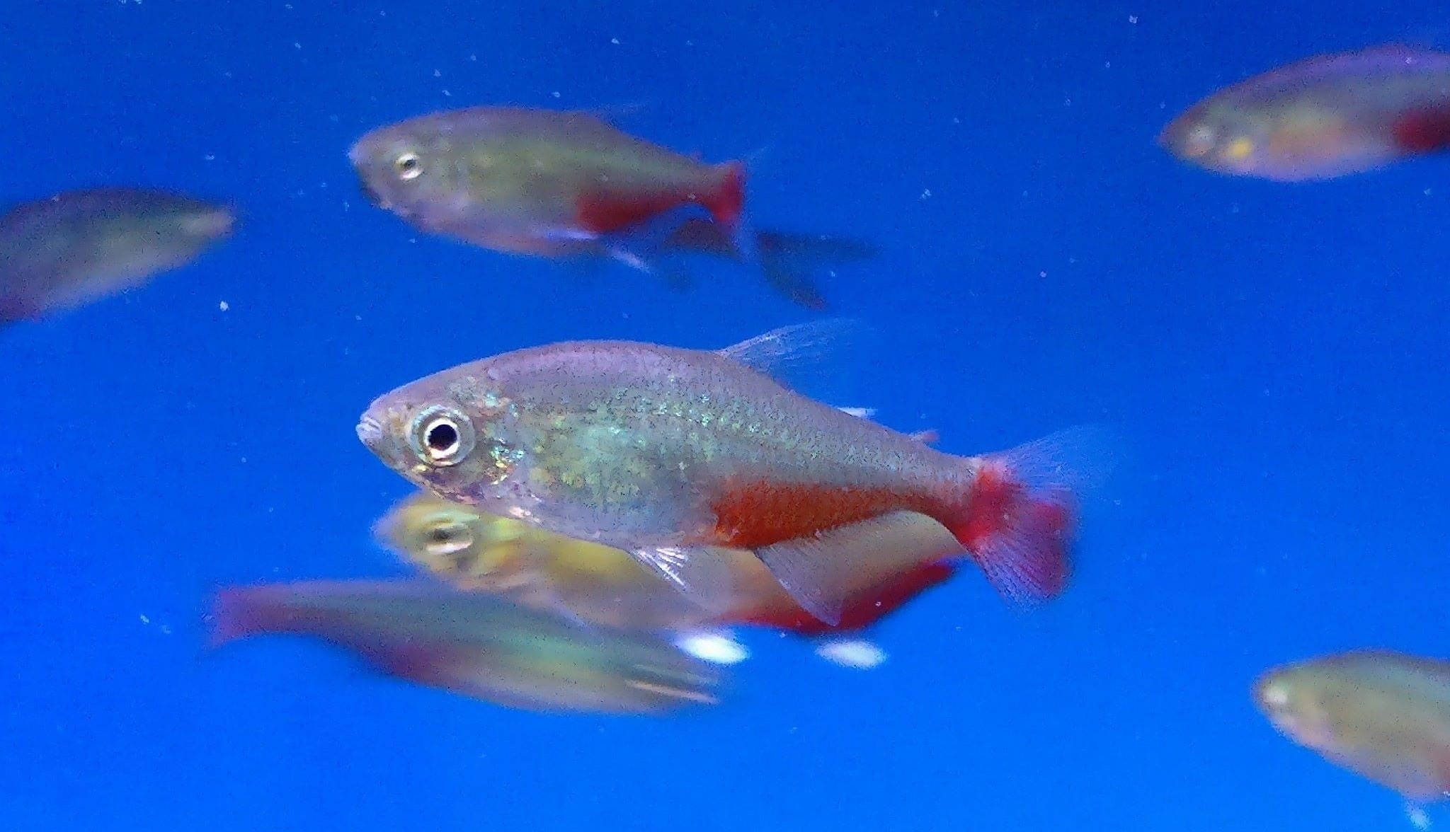 Rathbun"™s Bloodfin Tetra-Aphyocharax rathbuni