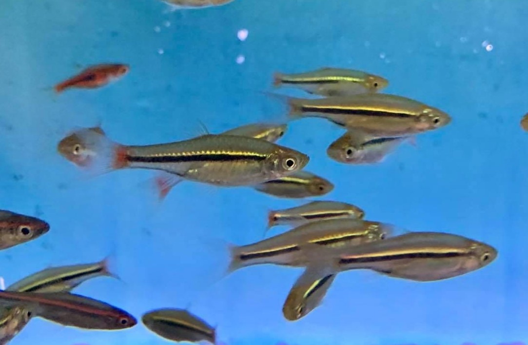 Red-tailed Rasbora-Rasbora borapetensis