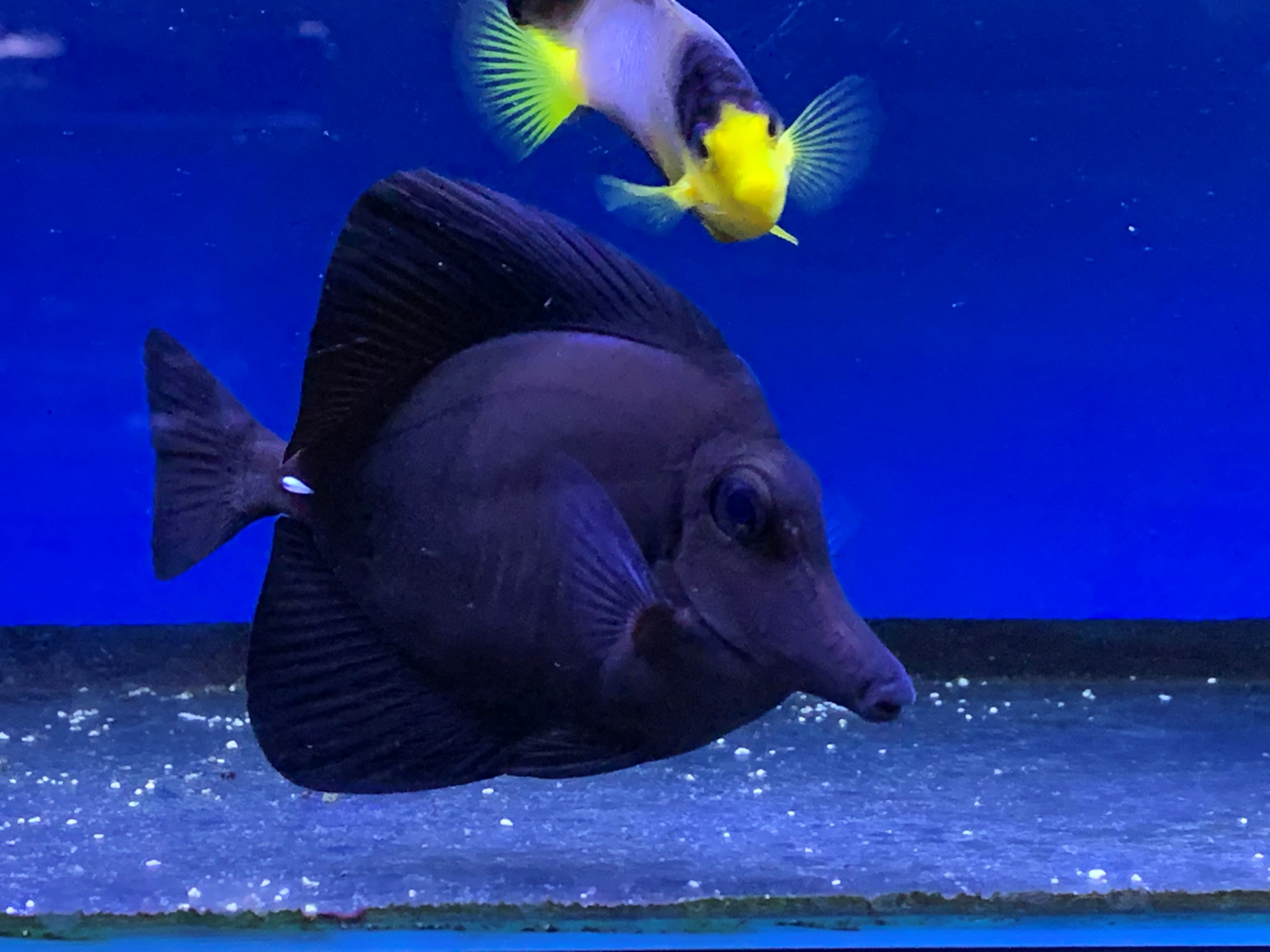 Black Tang-Zebrasoma rostratum