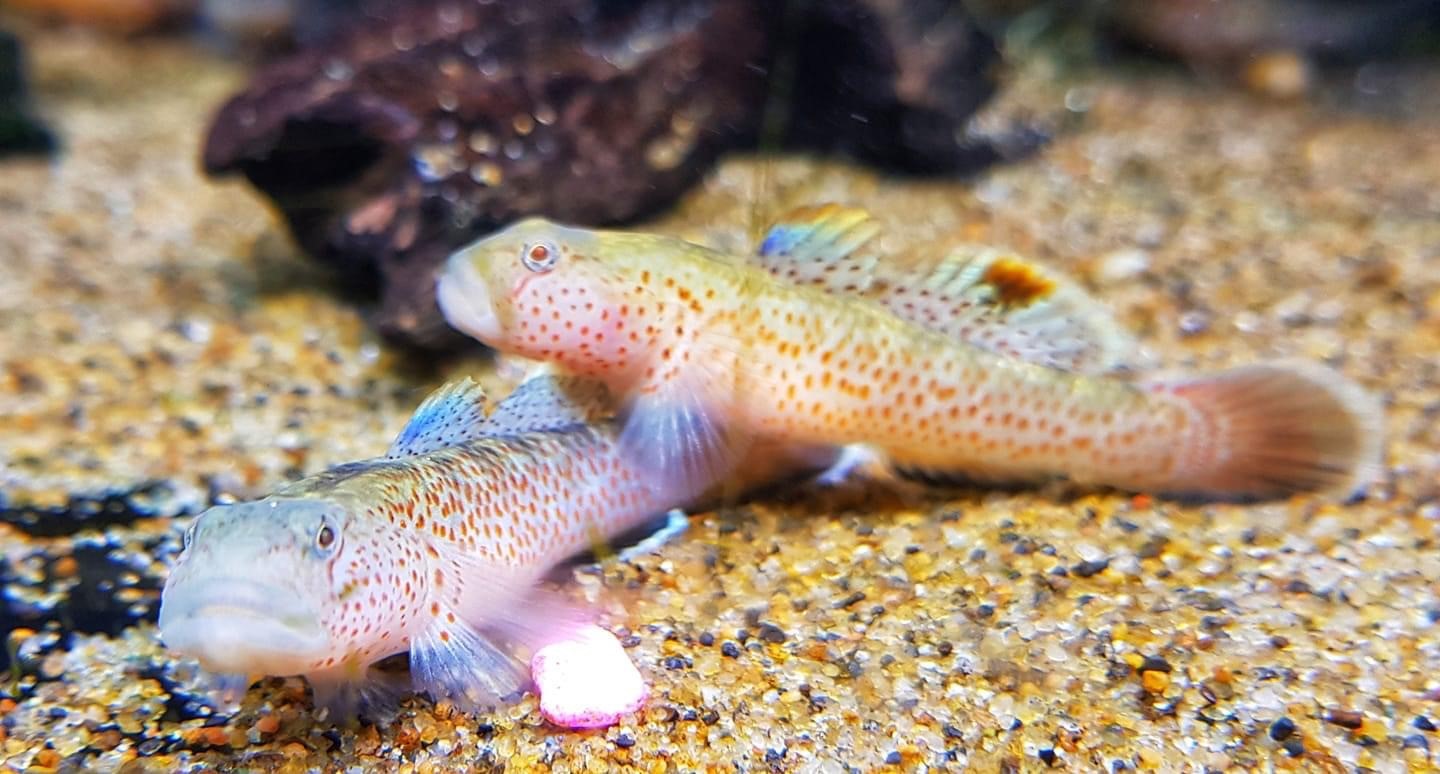 Red-spotted River Goby - Rhinogobius rubromaculatus