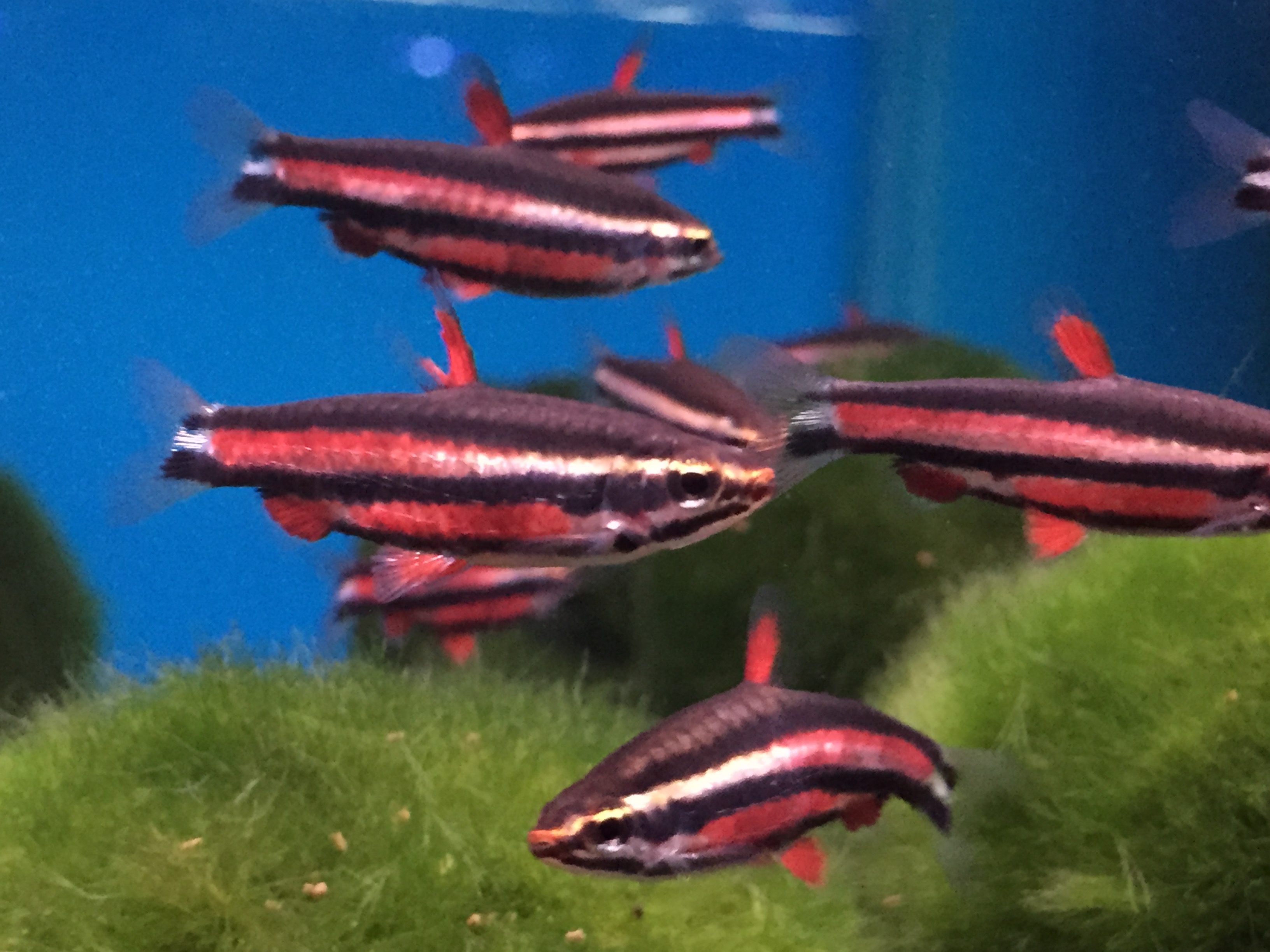 Purple Pencilfish-Nannostomus rubrocaudatus