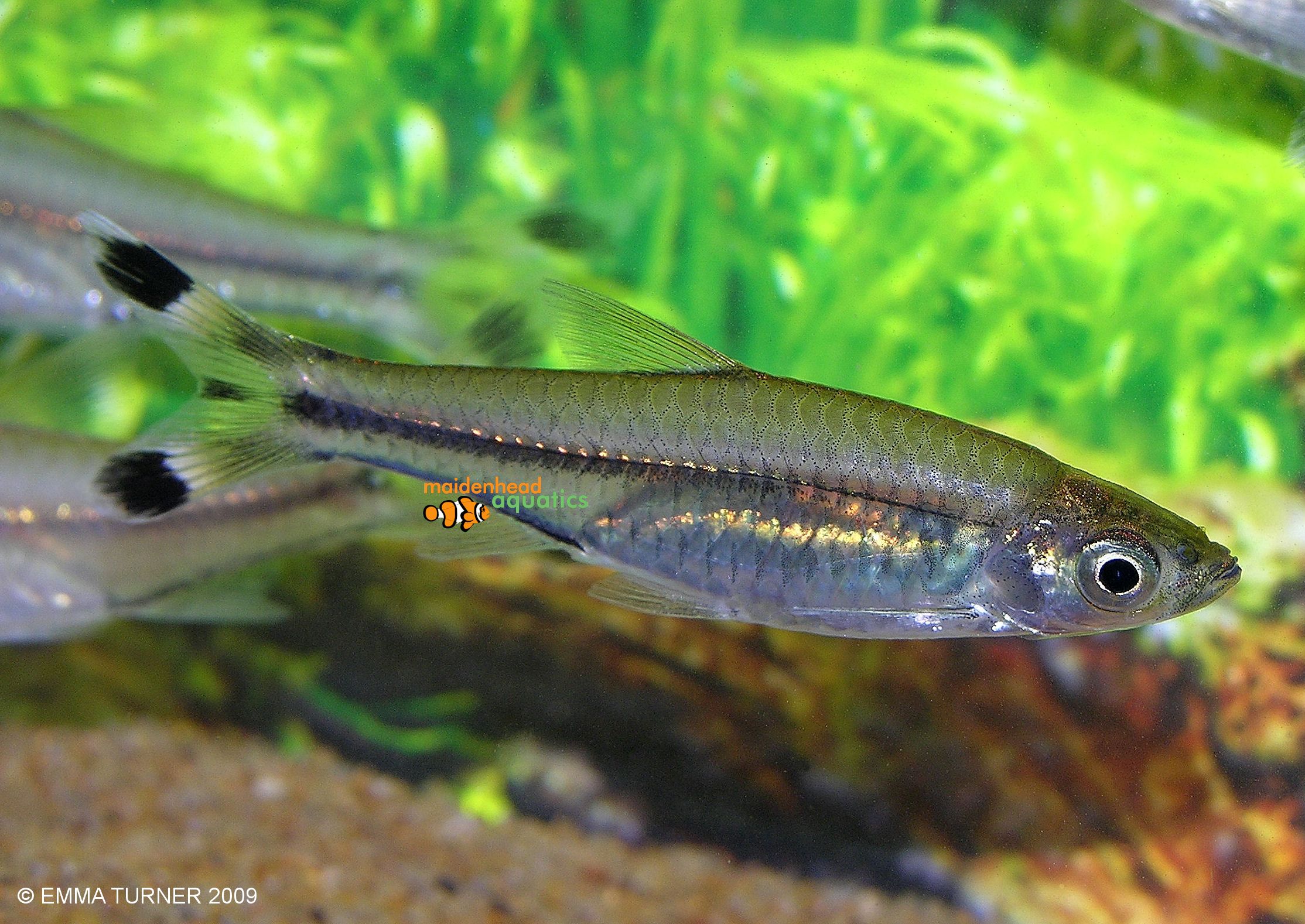 Scissortail Rasbora-Rasbora trilineata