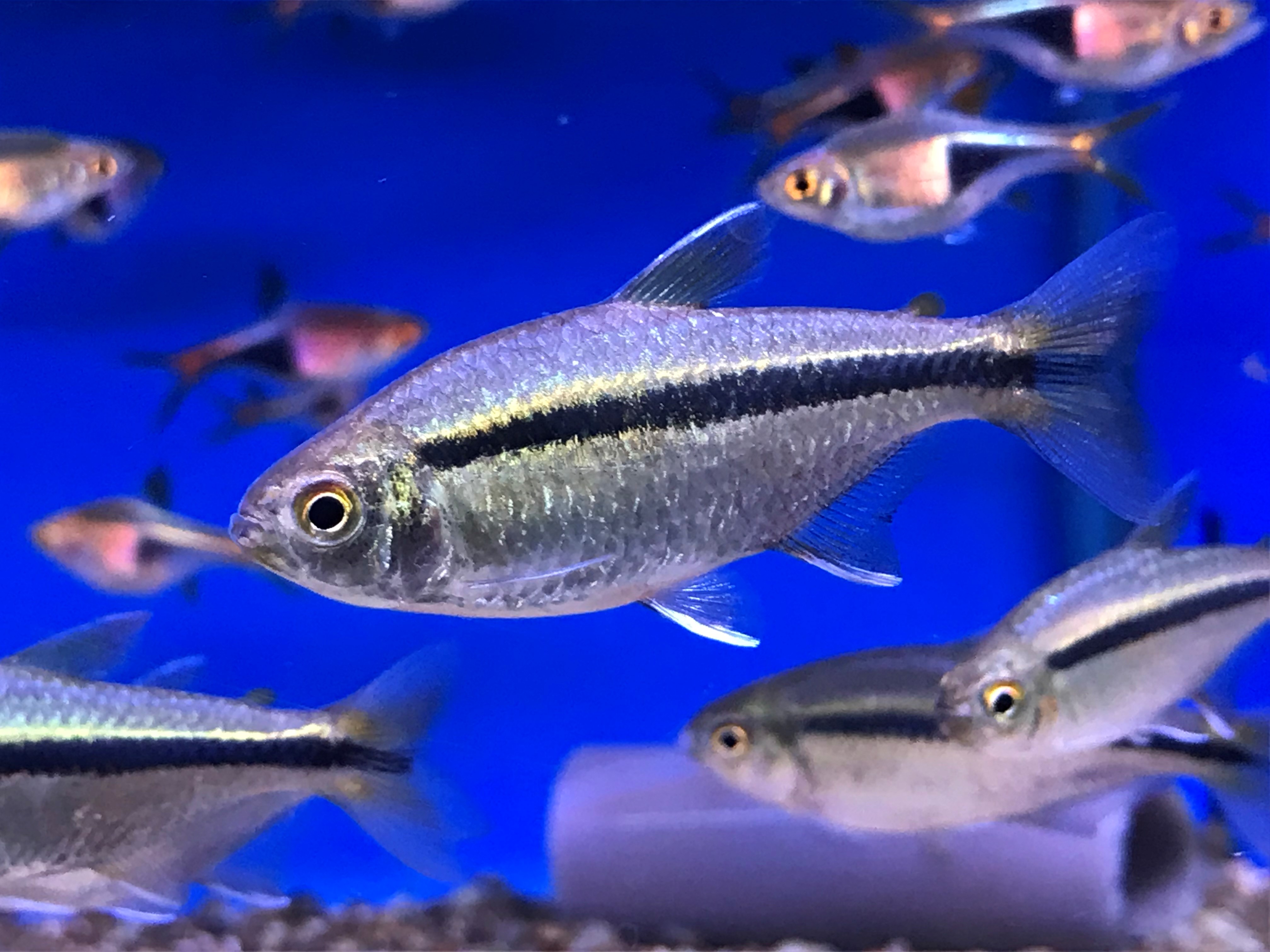 Blackline Tetra - Hyphessobrycon scholzei