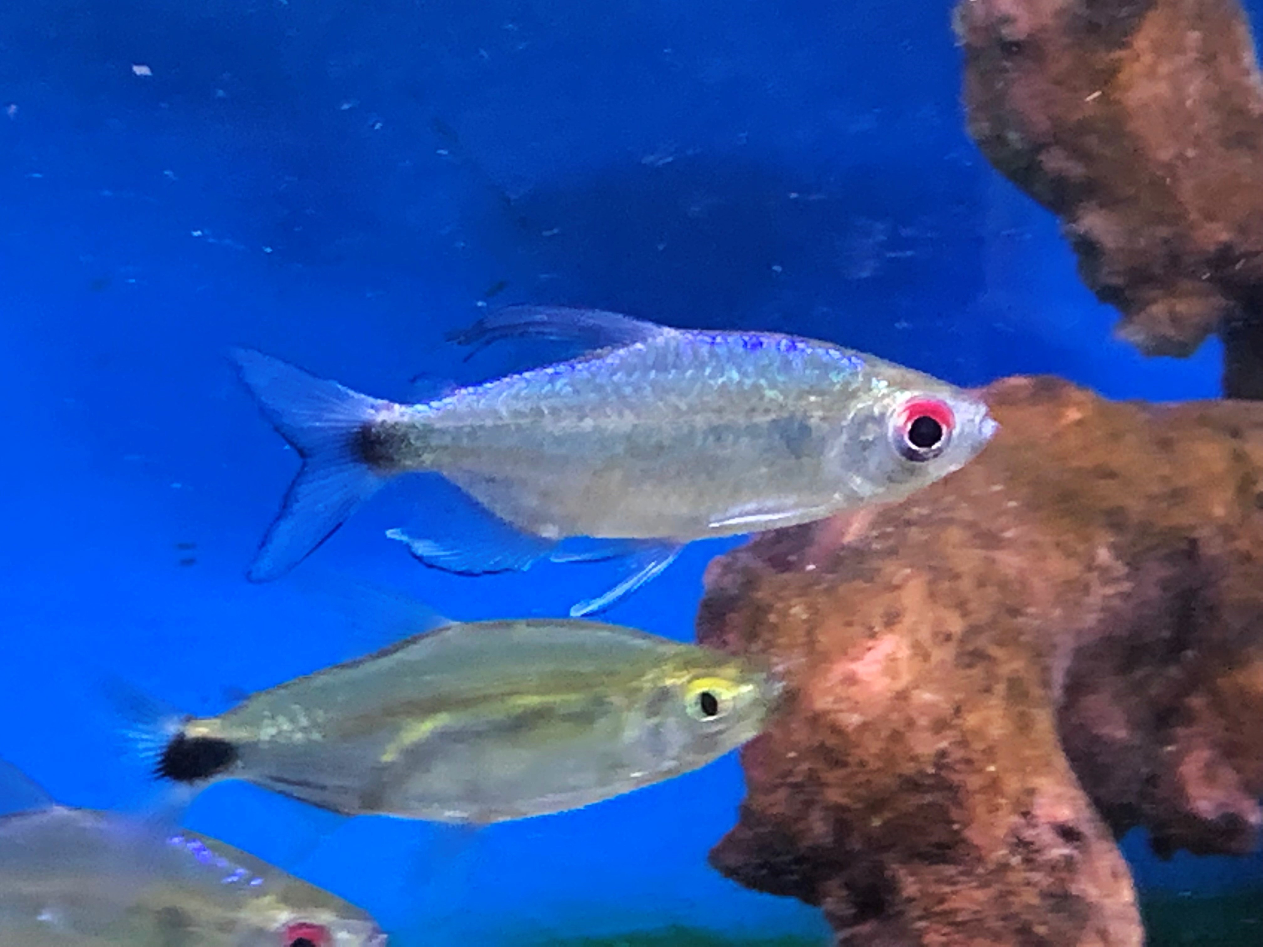 African Blue Diamond Tetra - Alestopetersius smykalai