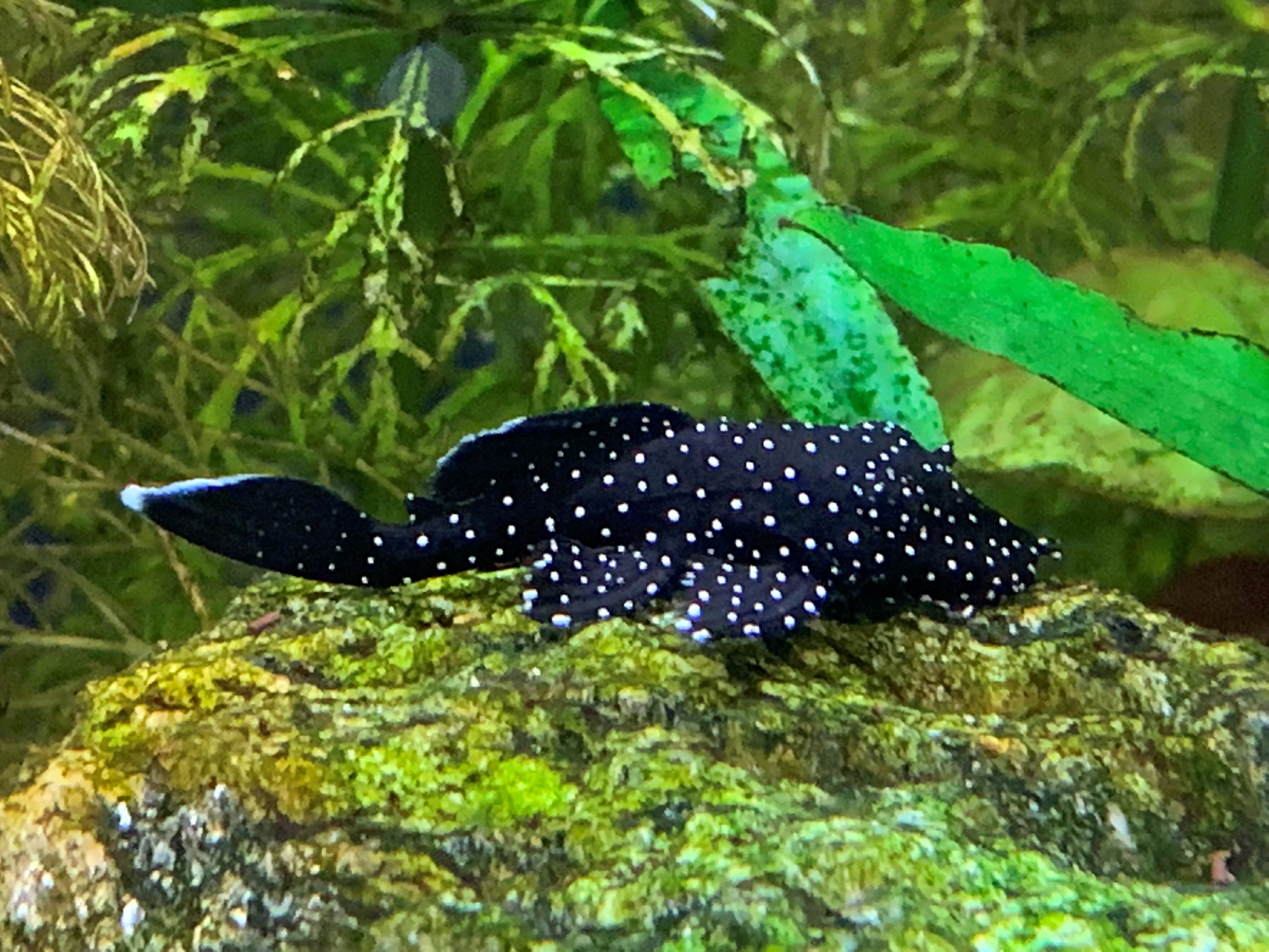 Starlight Bristlenose Pleco