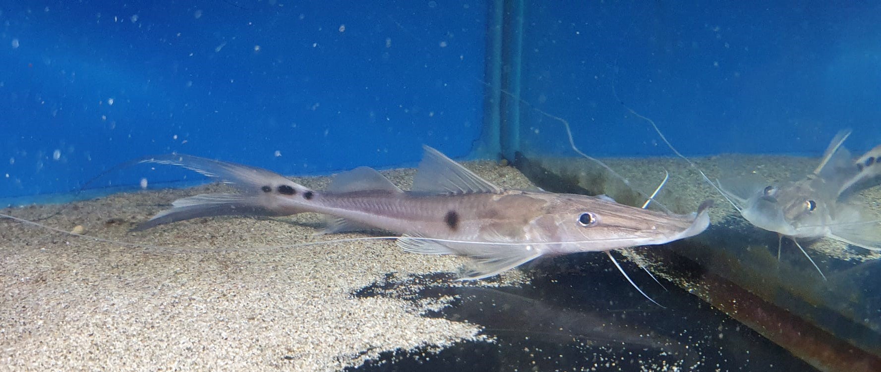 Sturgeon Catfish-Platystomatichthys sturio
