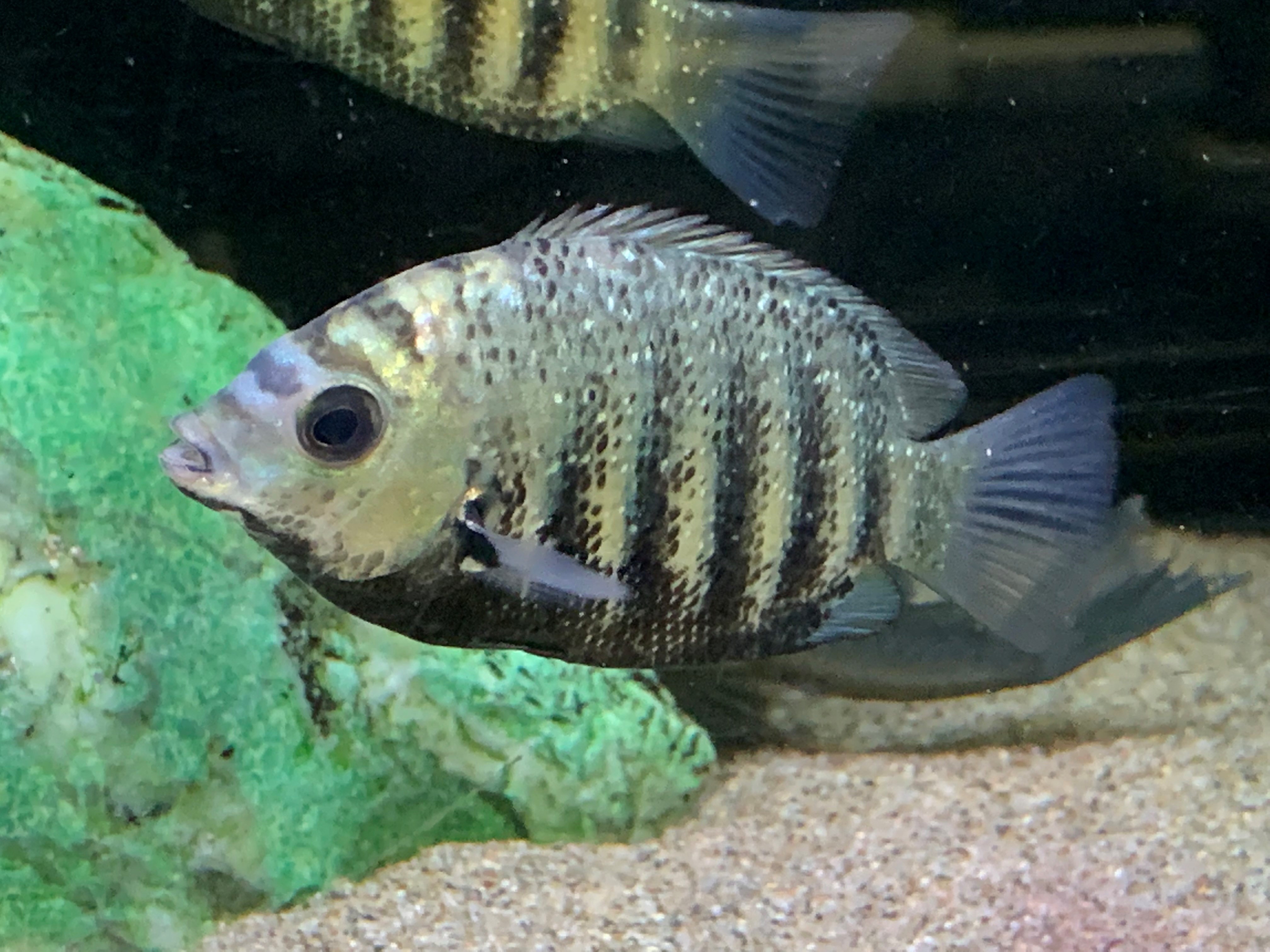 Banded Green Chromide-Etroplus suratensis