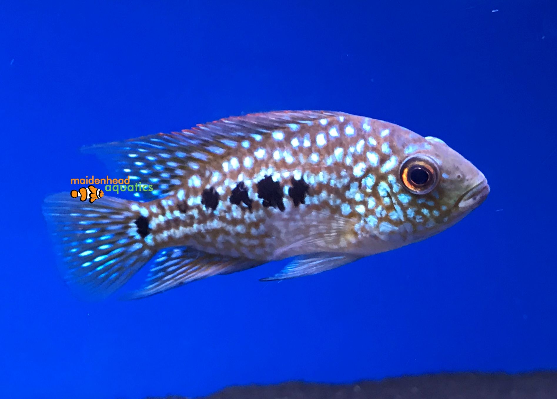 Texas Cichlids Breeding