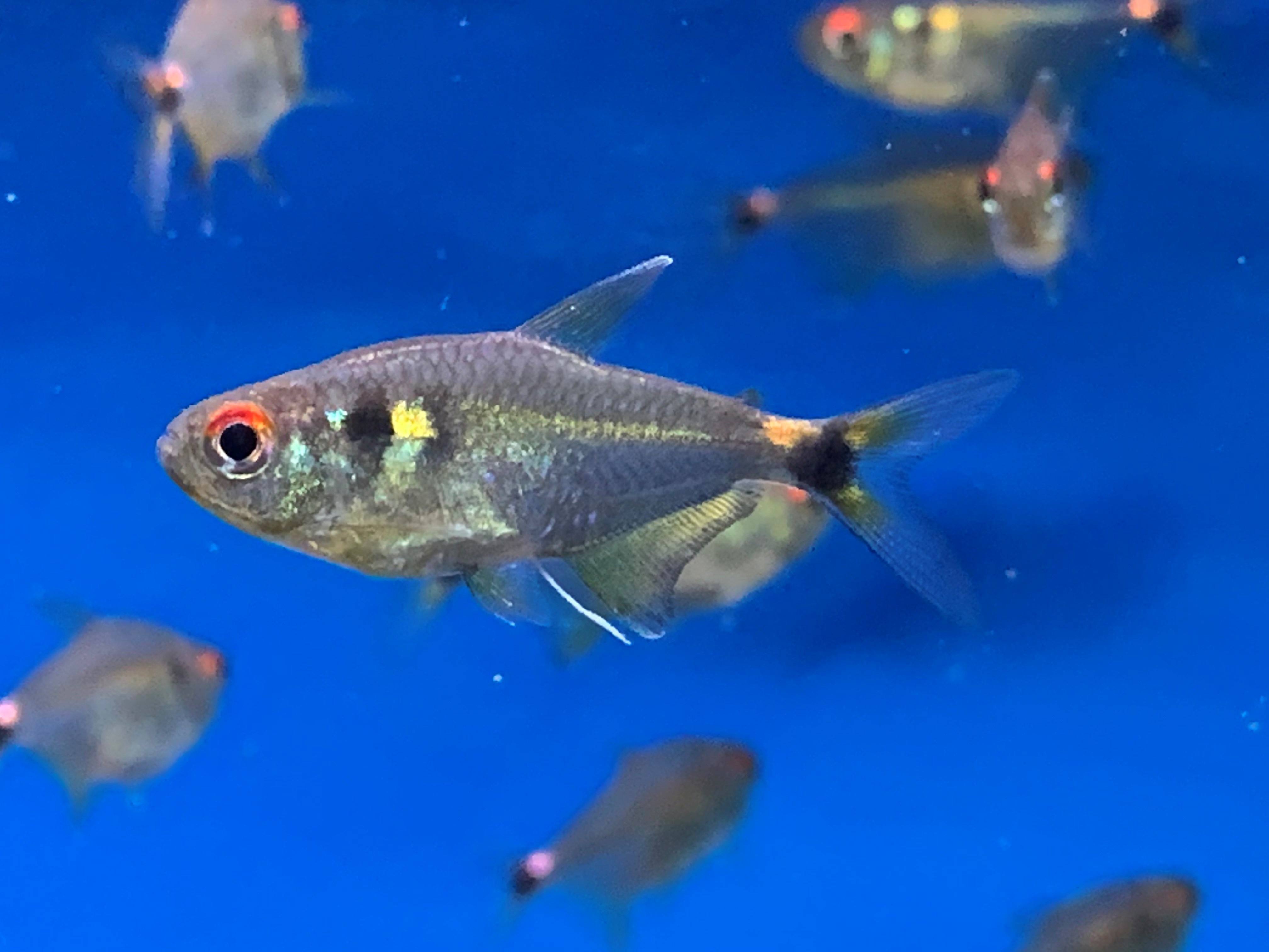 Head And Tail Light Tetra