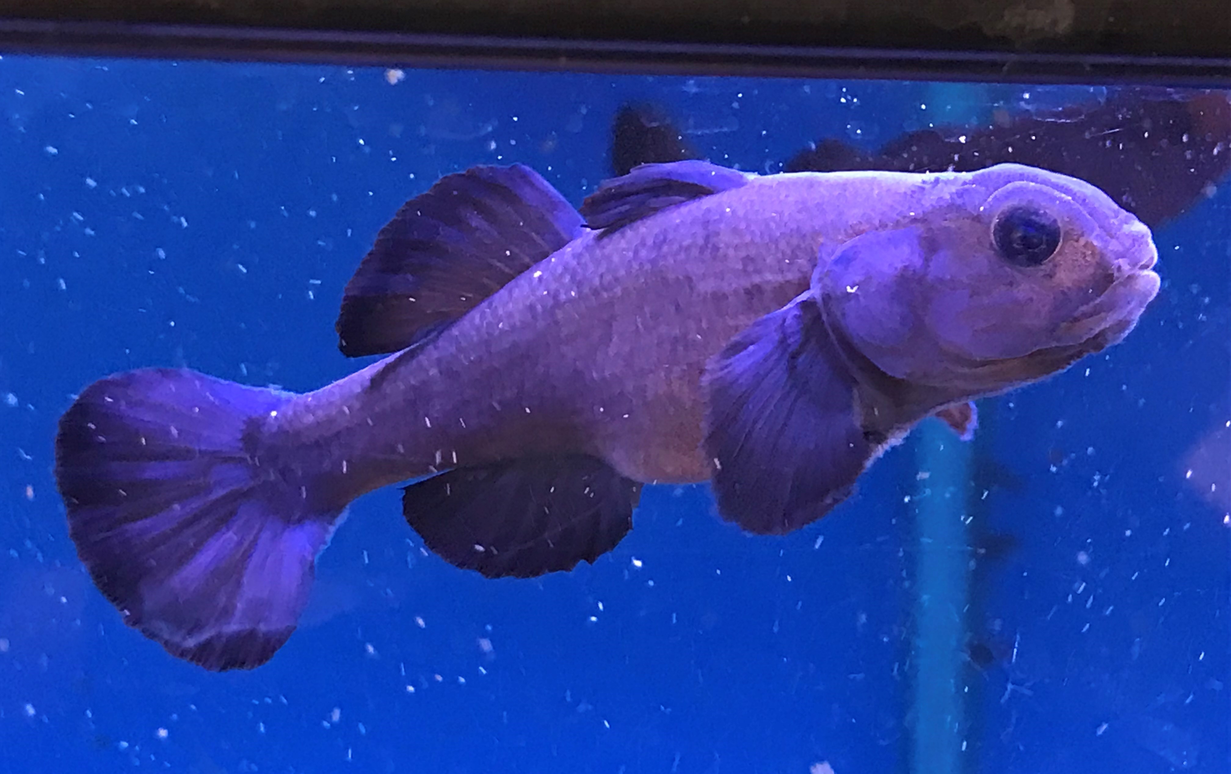 Black Toraja Goby-Mugilogobius sarasinorum