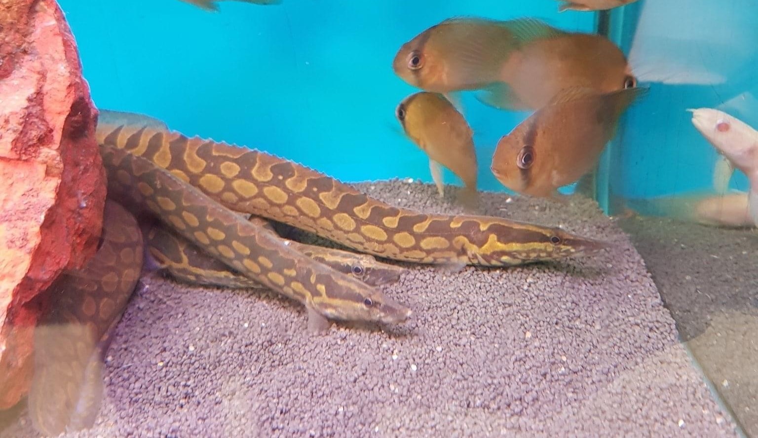 Tire Track Eel