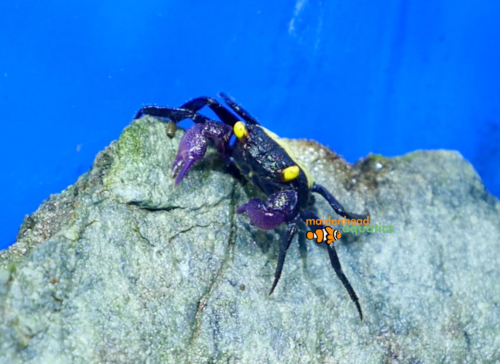 Vampire Crabs | The Planted Tank Forum