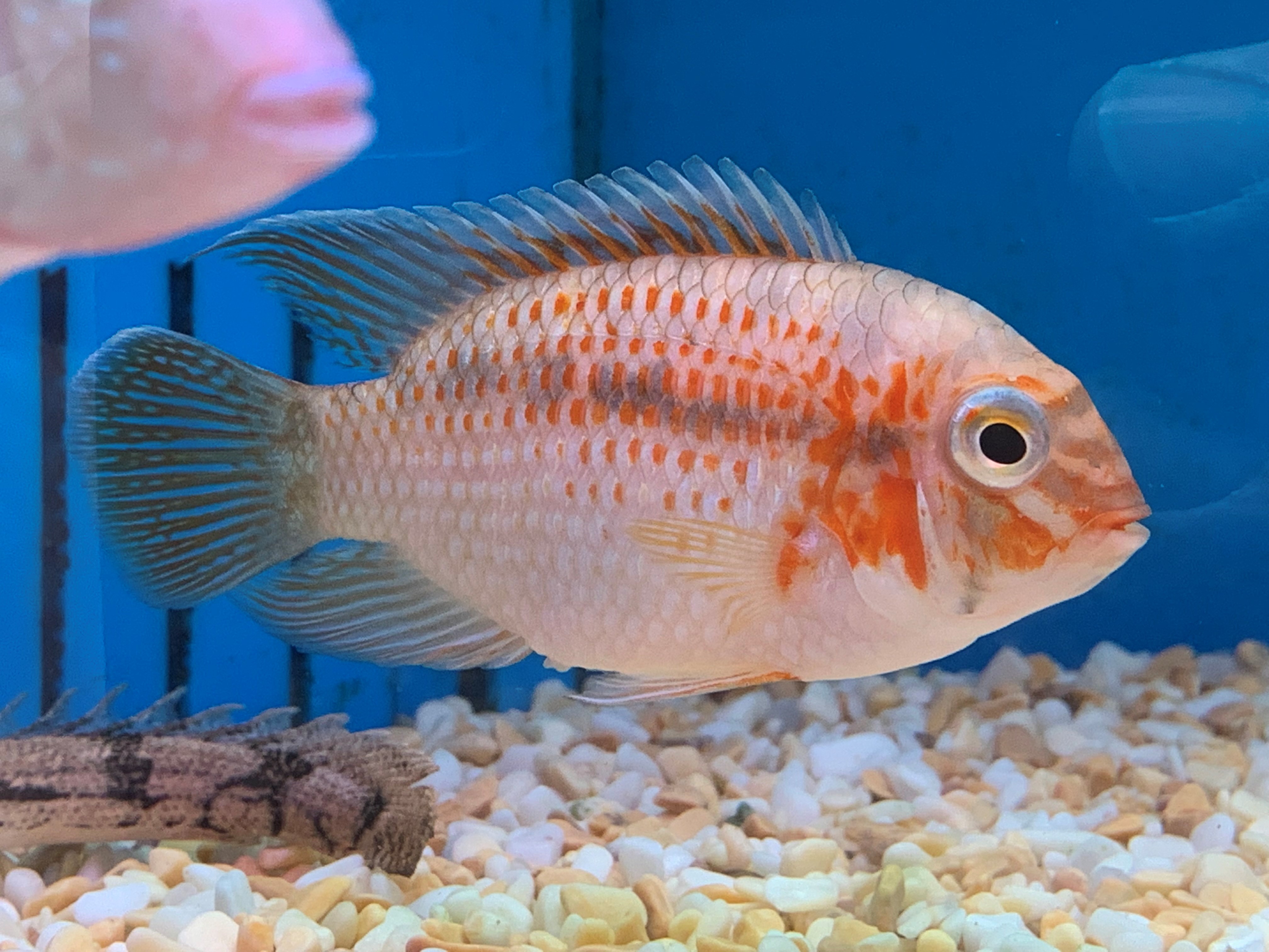 Red-cheek Krobia. Krobia xinguensis