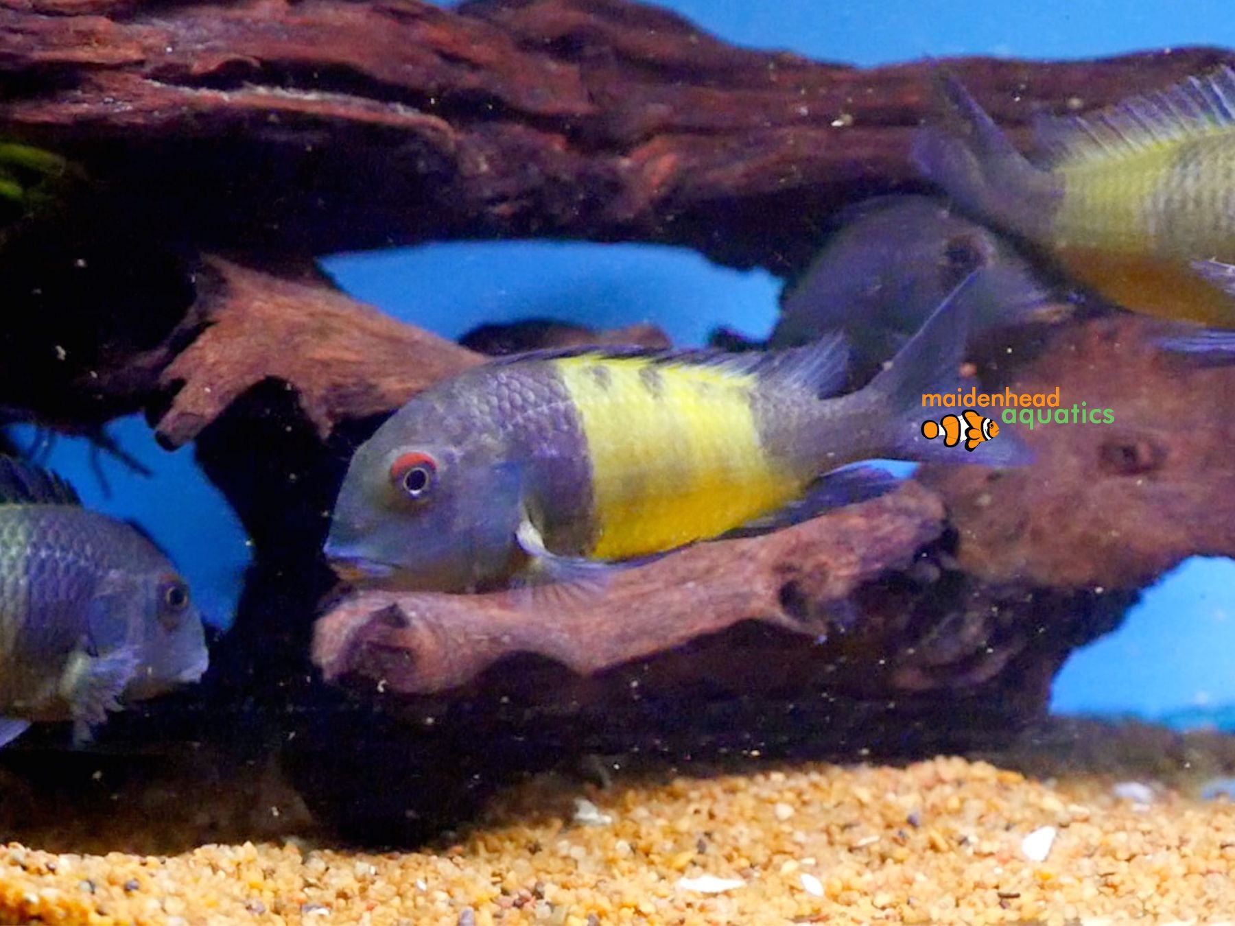Yellowband Tropheus-Tropheus ikola