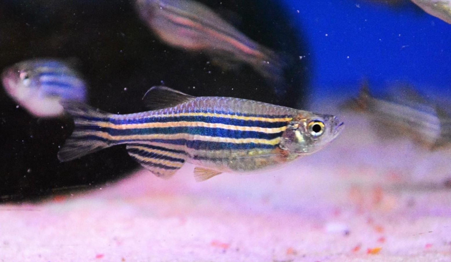 Zebra Danio-Danio rerio