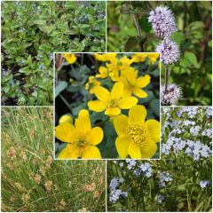 Golden Rudd-Scardinius erythrophthalmus