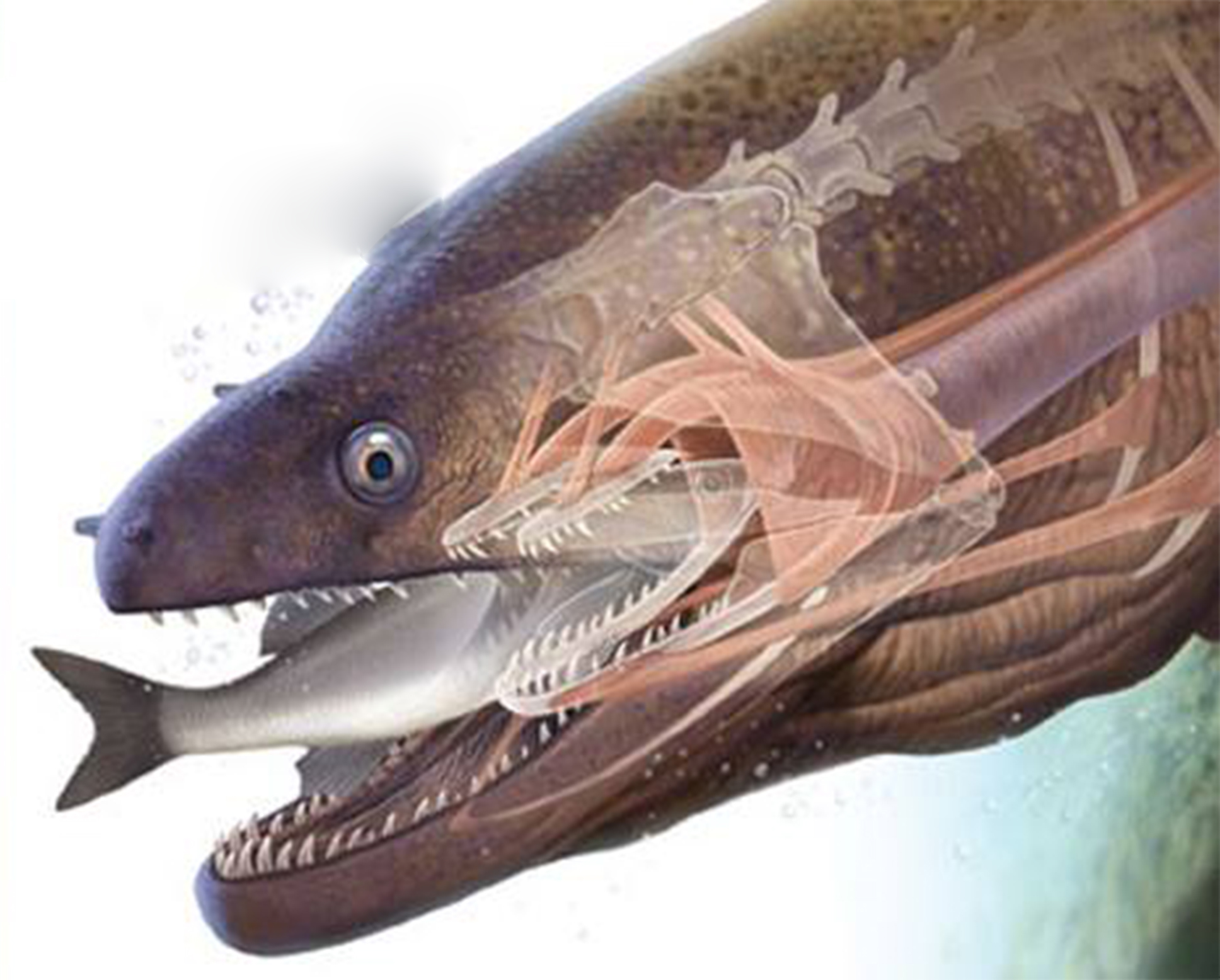 Fun Fact Thread! (previously fun fact for the day, not limited to 1 per ...