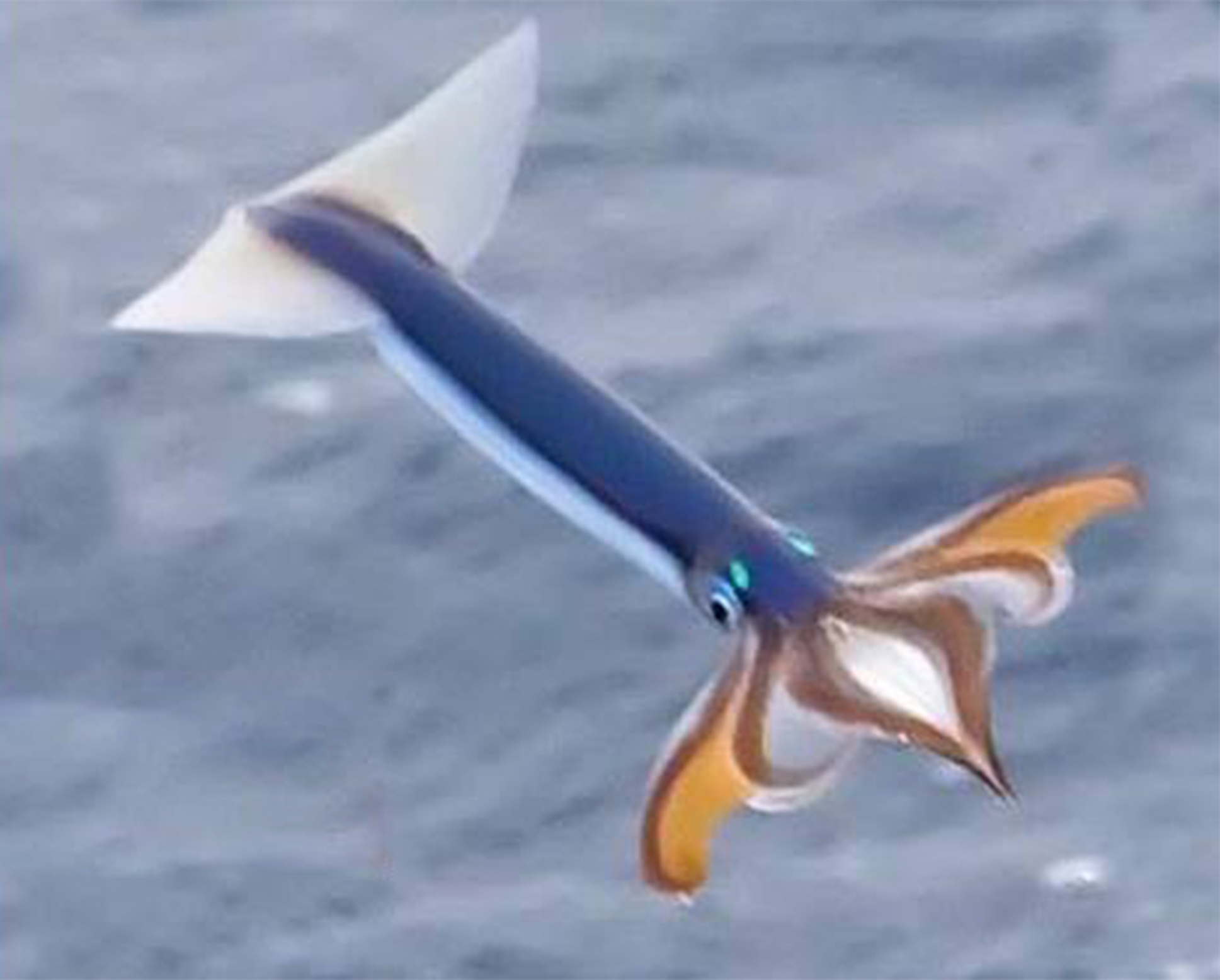 Japanese Flying Squid A Review Of Southern Ocean Squids Using Nets And