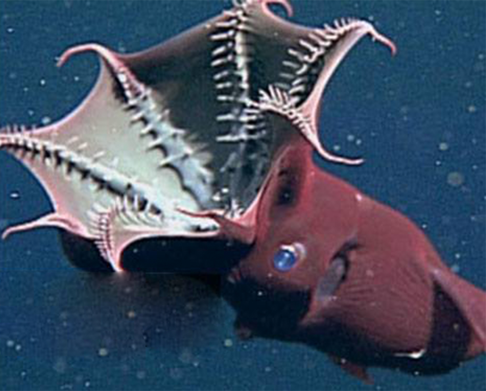 The Vampire Squid