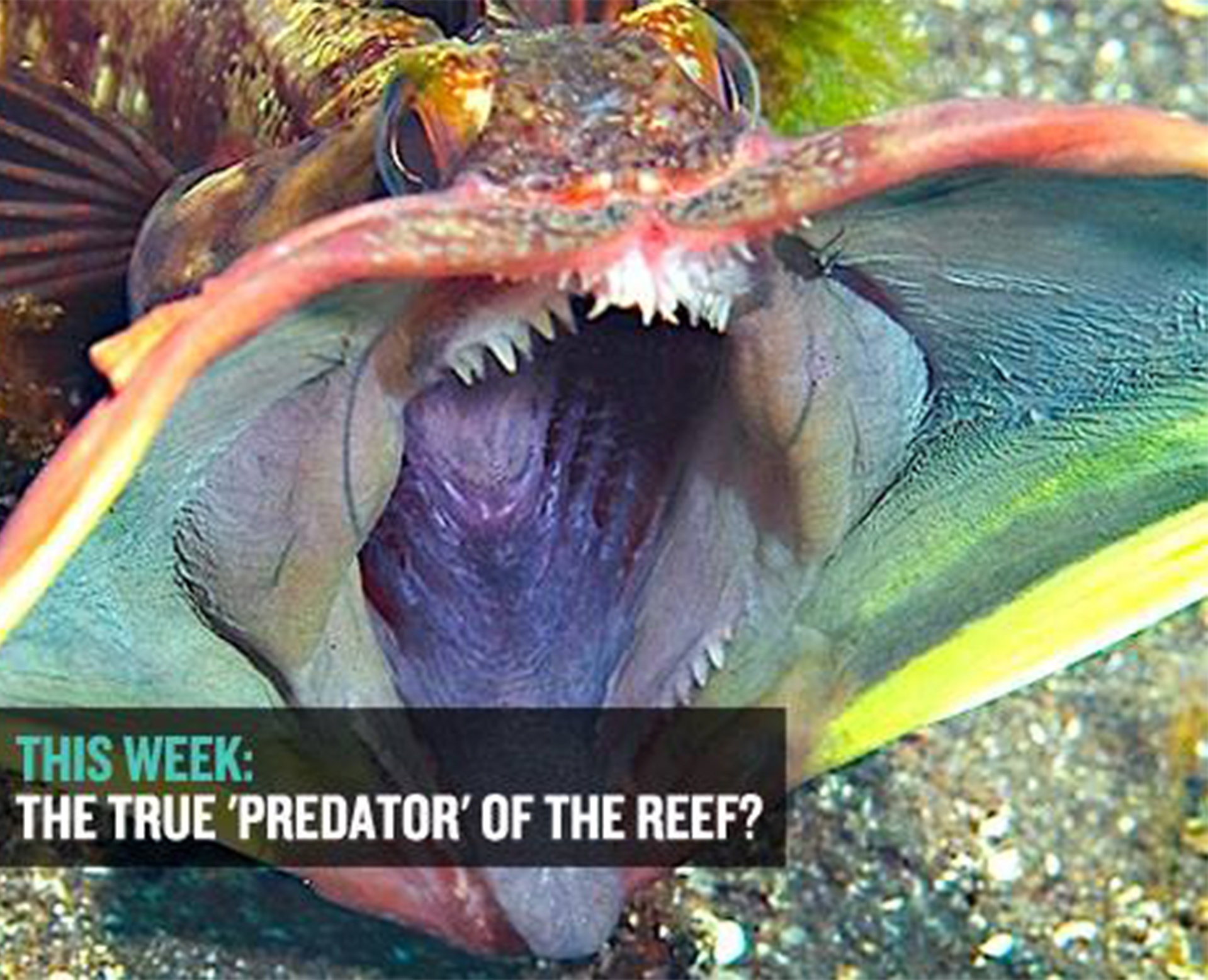 The True ‘Predator’ Of The Reef