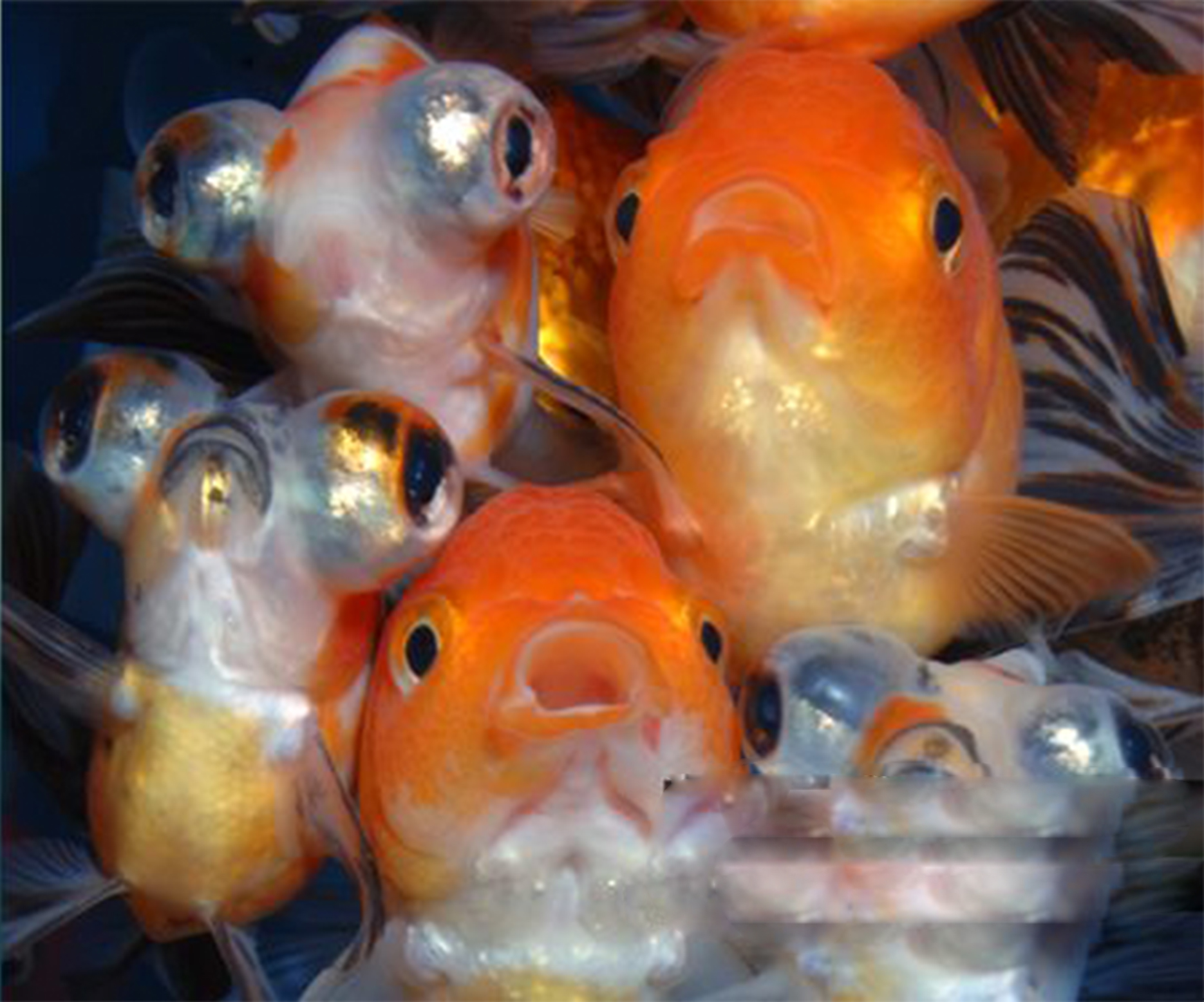 Fish Can Tell The Time