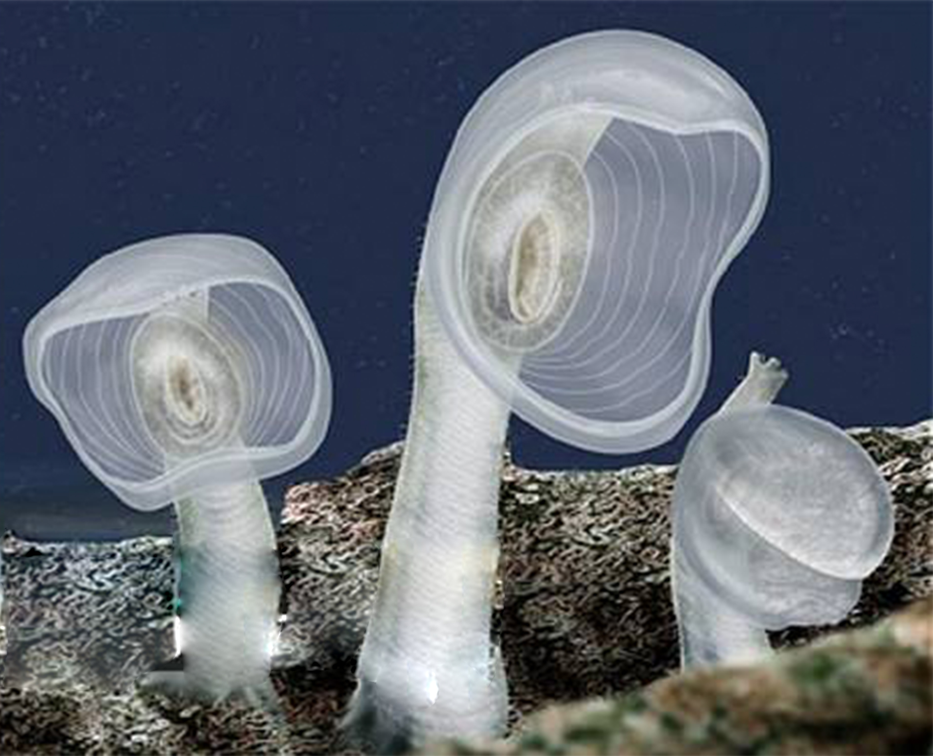 Predatory Sea Squirt