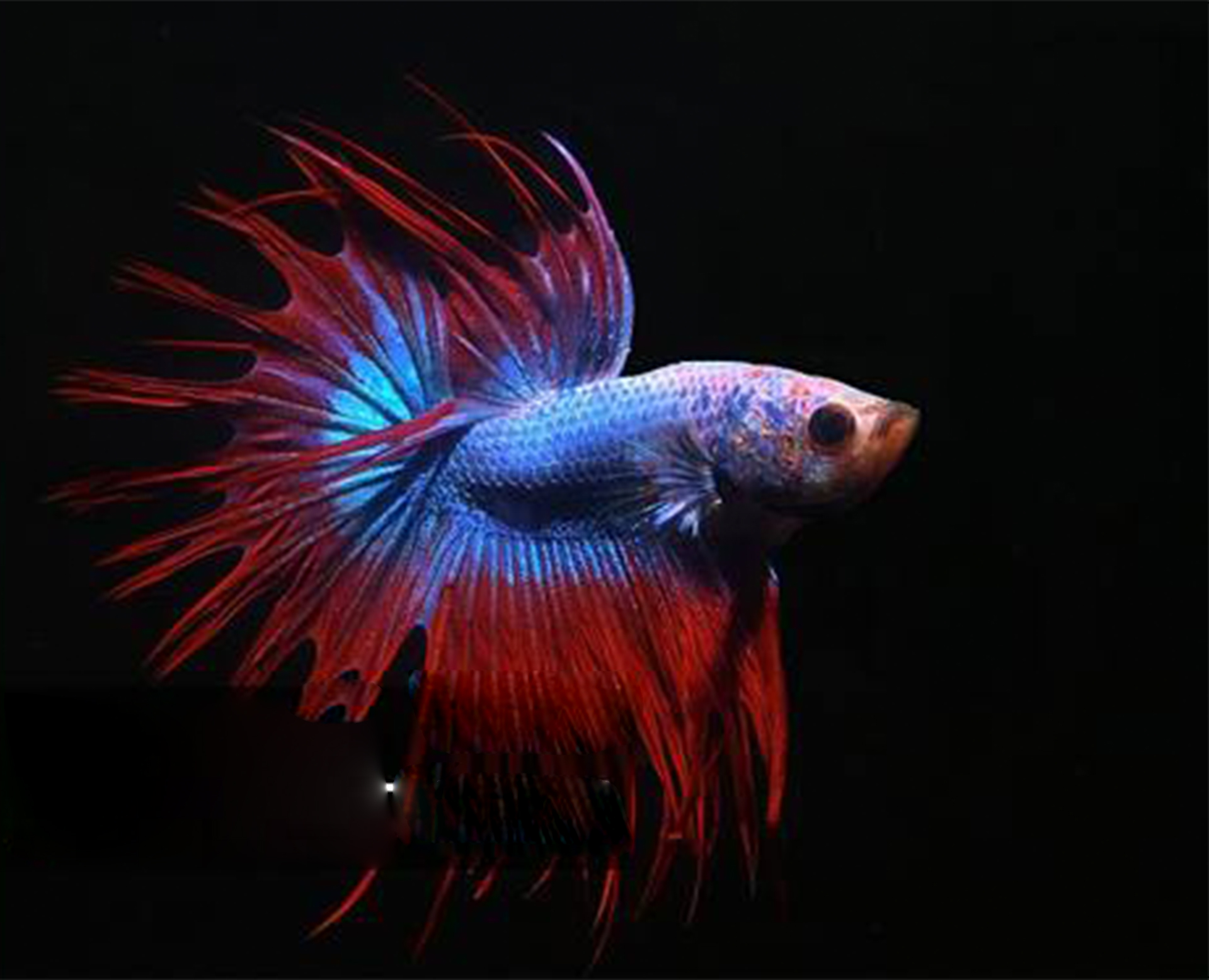 Siamese Fighting Fish