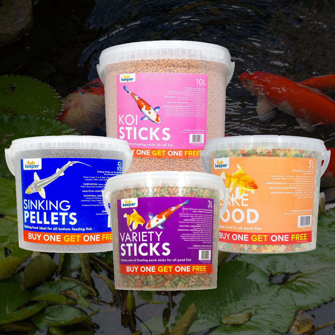 How to feed your pond fish in summer: 5 tips for healthy, happy fish