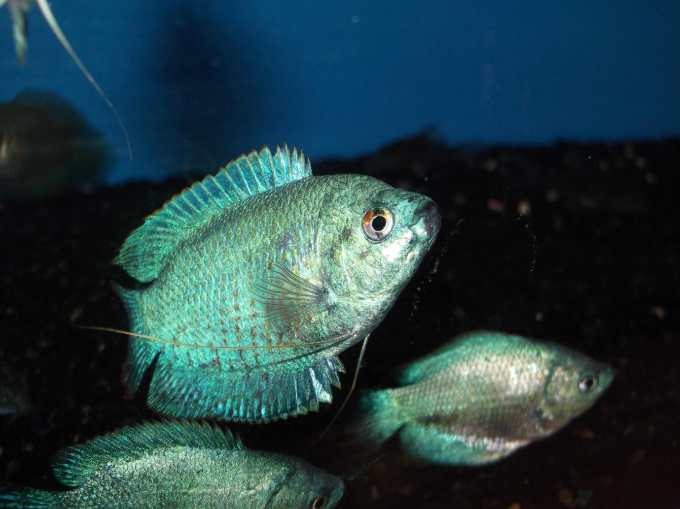 Diseases in Fish: Bacterial Infections