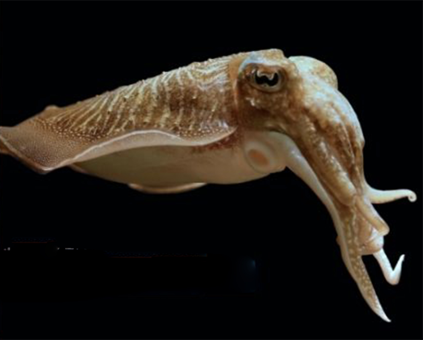 Clever Cuttlefish