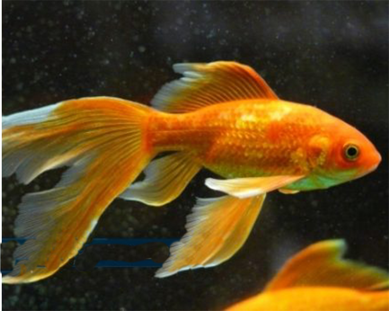 Tispy Goldfish