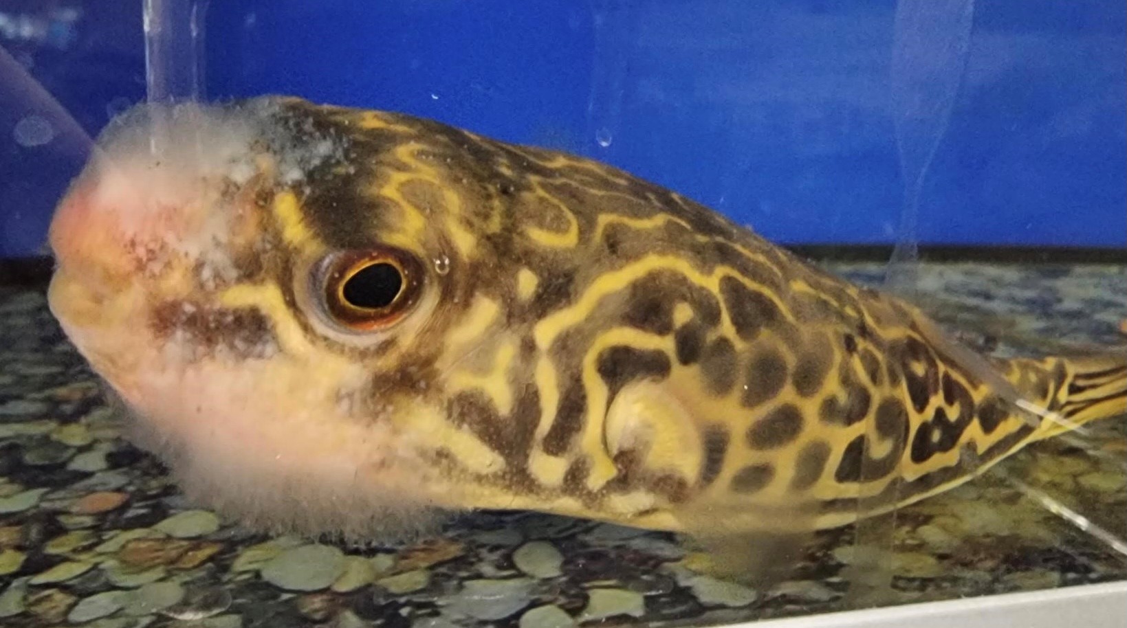 DIseases in Fish: Fungal Infection