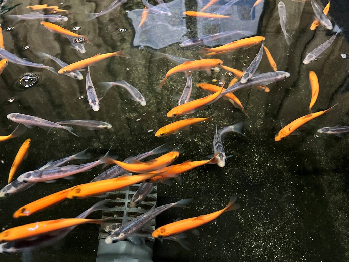 What's in store this June?