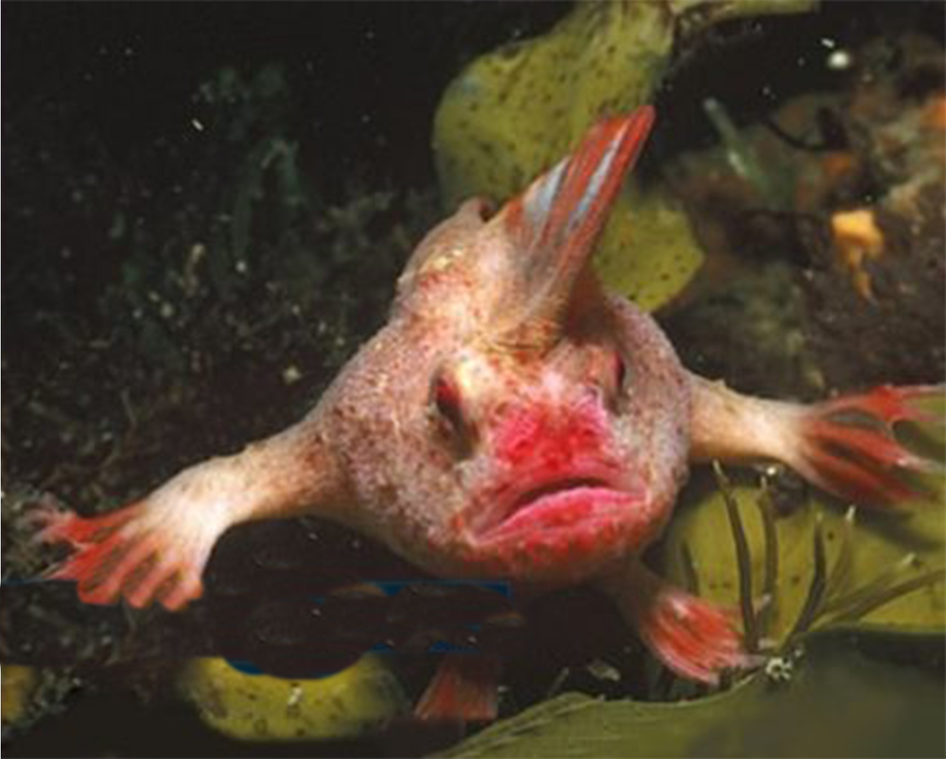 Fin: Caught Red Handed