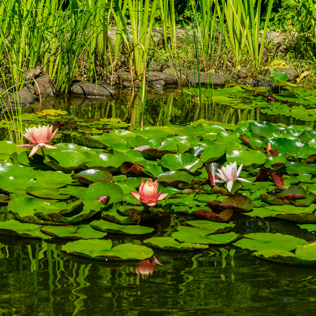 Top tips for summer pond maintenance -keep your pond clear, healthy ...