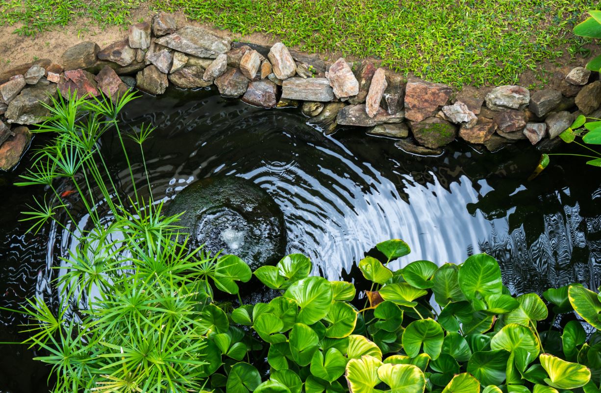 Clearly Beloved - A Guide To Pond Filtration