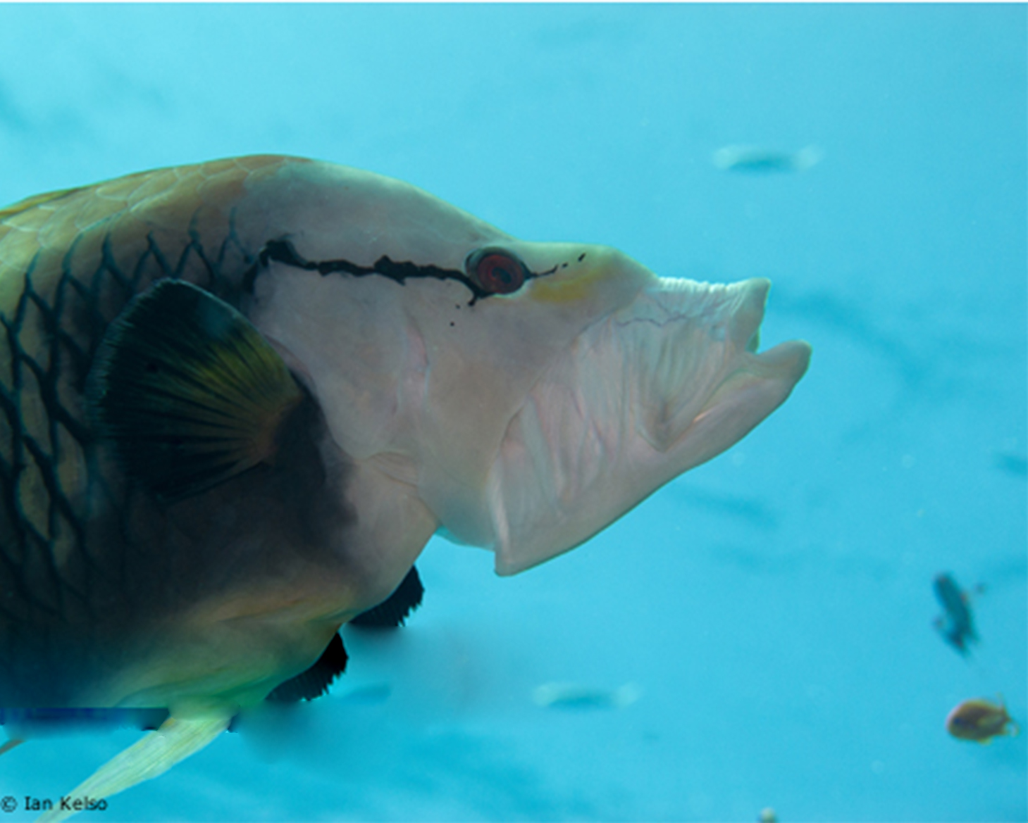 Open Up And Say "Ah!"