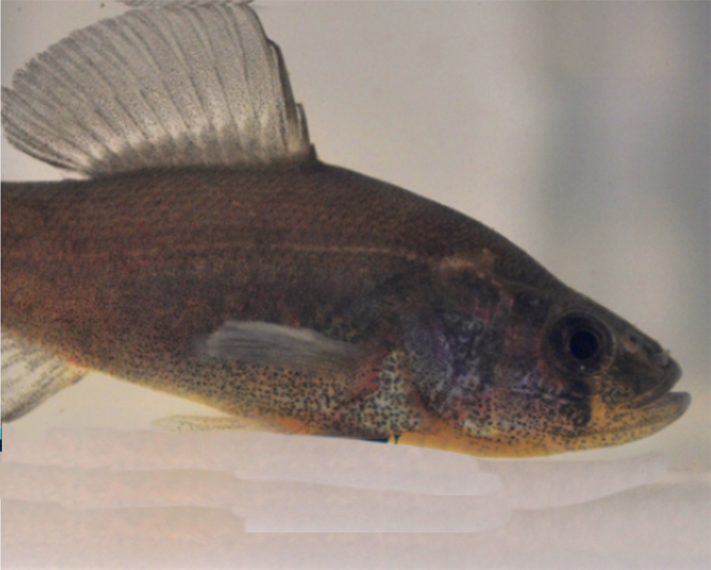 The Invisible Pirate