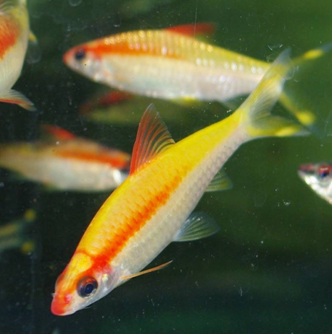 World Exclusive By Maidenhead Aquatics At Aquatics Live: 'Gold ...