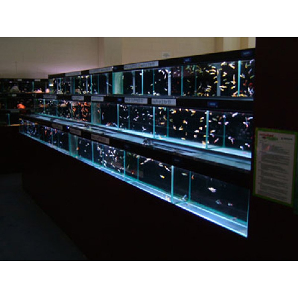 Swindon - Maidenhead Aquatics