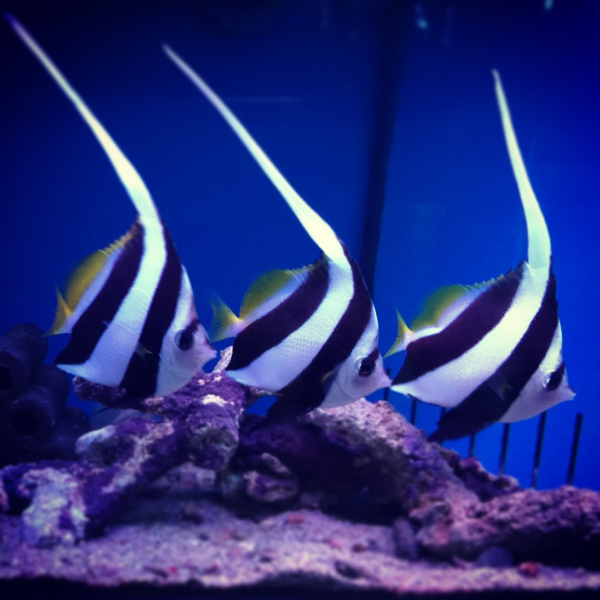 Crawley - Maidenhead Aquatics