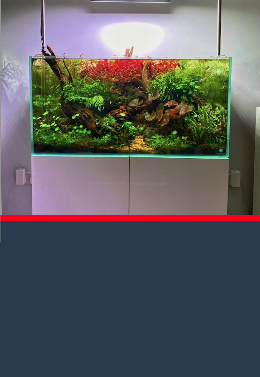 Pond Plant - Hydrocharis morsus ranae (Frogbit) - 3 pack - Maidenhead ...