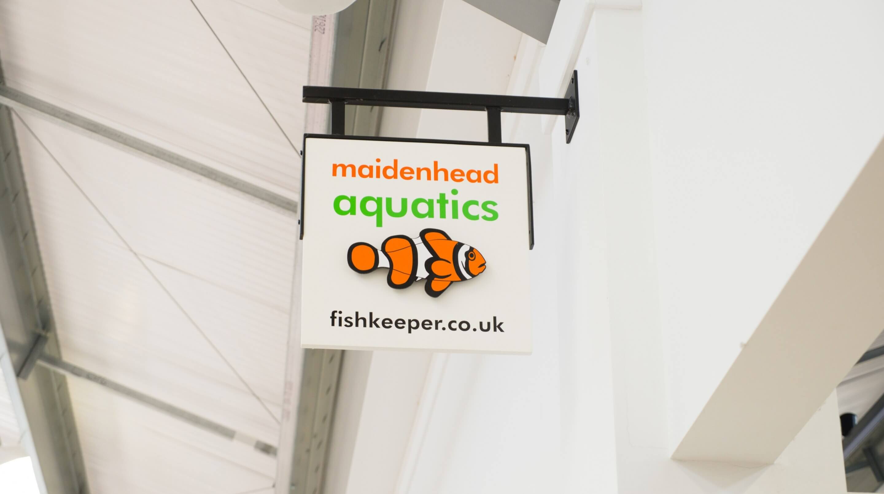 Yellow-fin Spiny Eel-Macrognathus pancalus